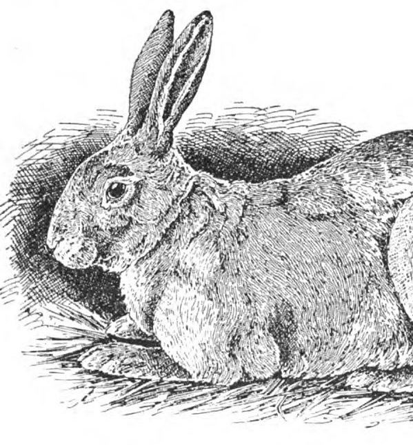 Alba – A thousand words